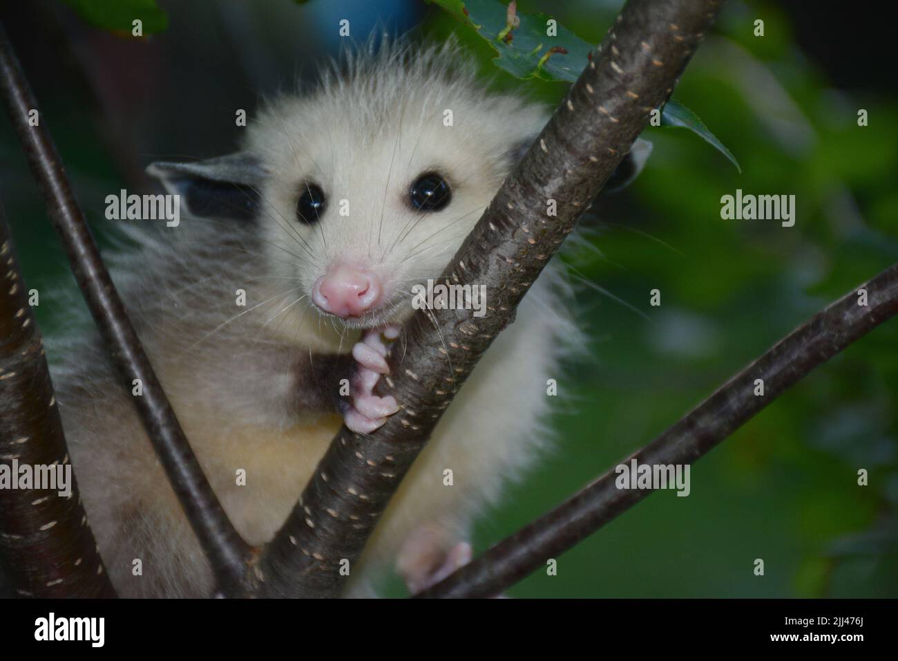 Young Possum Perched On Cherry Tree Stock Photo - Alamy
