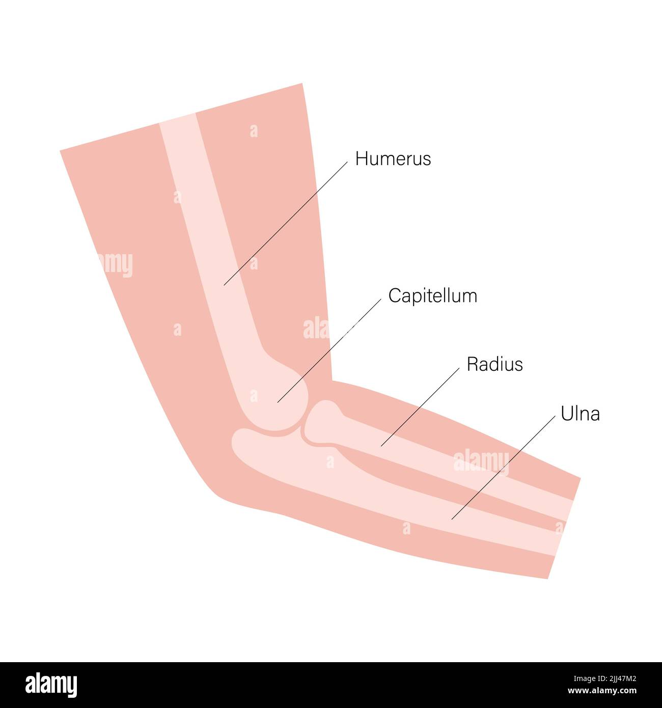 Human skeleton arm elbow anatomy Cut Out Stock Images & Pictures - Alamy