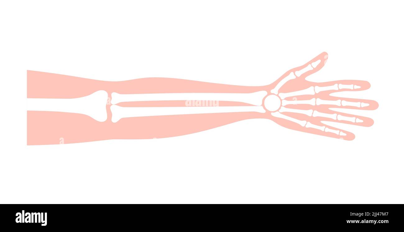 Arm anatomy, illustration Stock Photo - Alamy