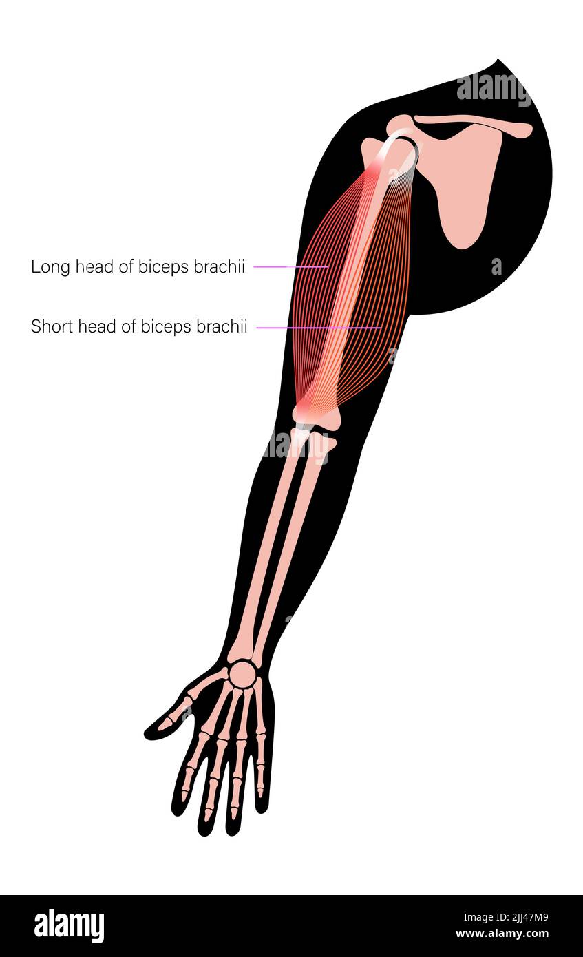 Biceps muscle anatomy, illustration Stock Photo - Alamy