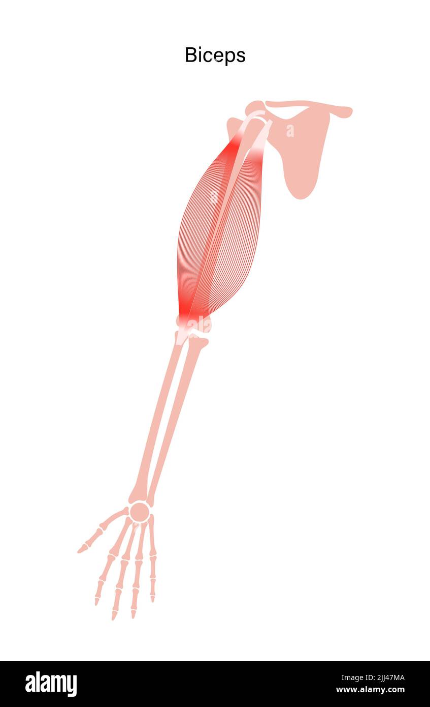 Biceps muscle anatomy, illustration Stock Photo - Alamy