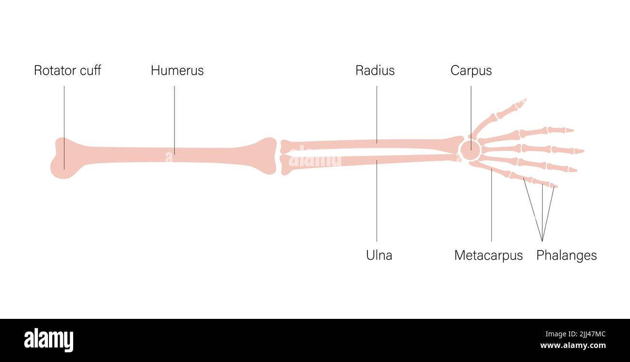 Arm anatomy, illustration Stock Photo - Alamy