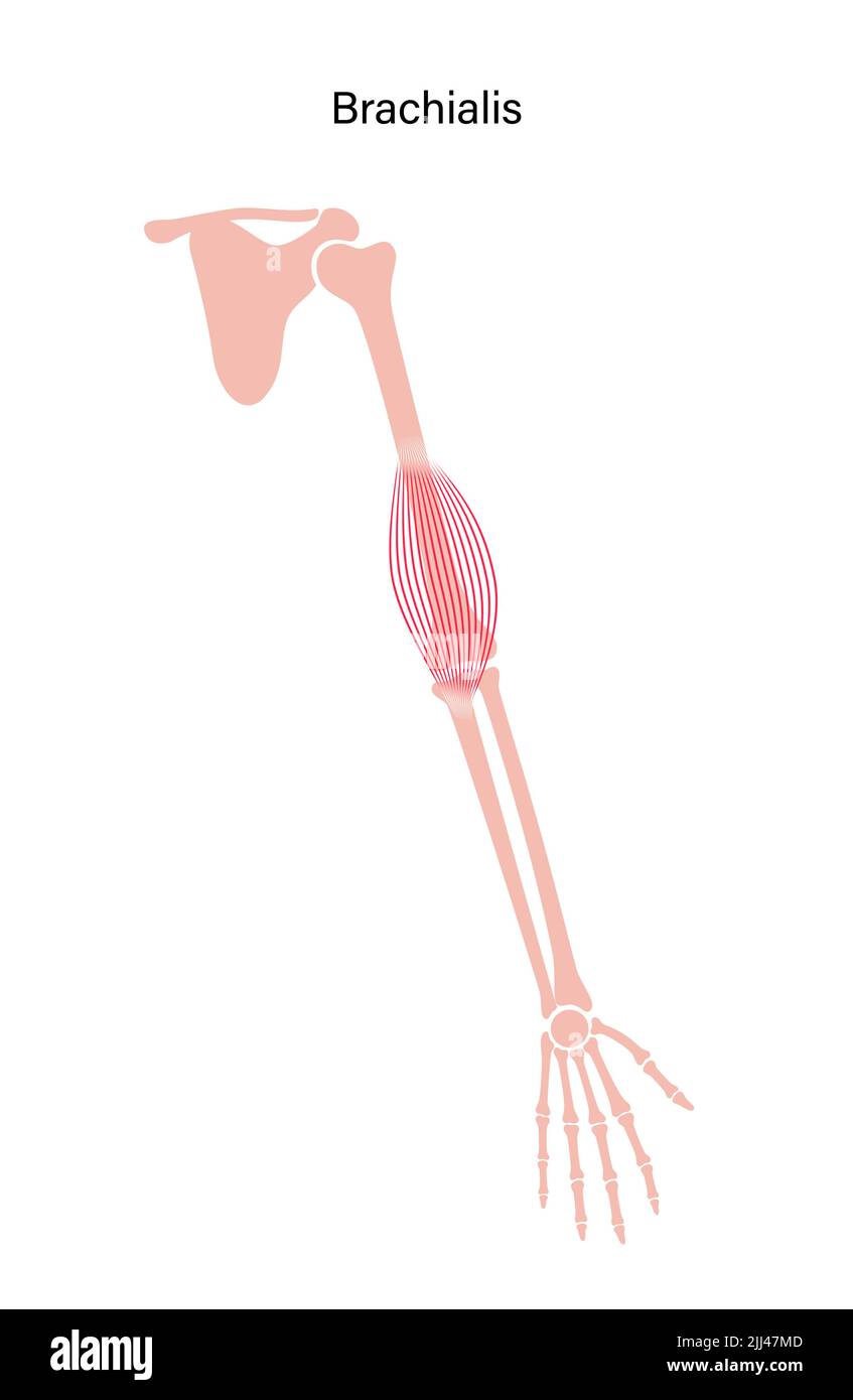 Brachialis muscle hi-res stock photography and images - Alamy