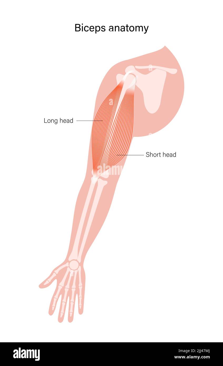 Biceps muscle anatomy, illustration Stock Photo - Alamy