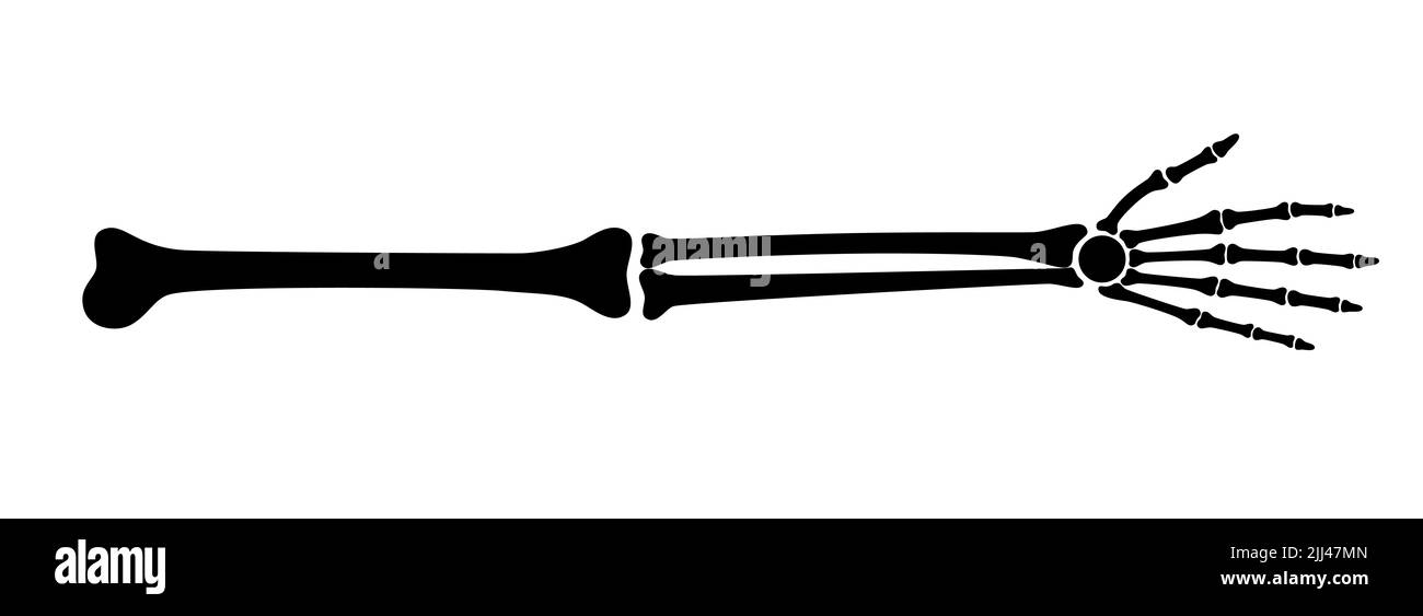 Muscle anatomy human illustration Black and White Stock Photos & Images ...