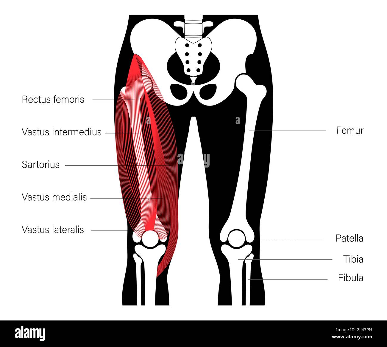 Leg anatomy, illustration Stock Photo - Alamy