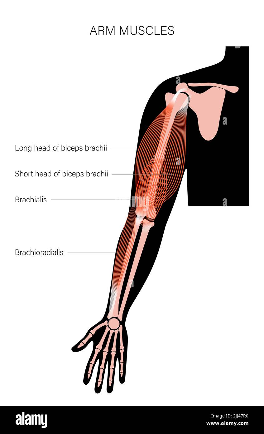 Arm anatomy, illustration Stock Photo - Alamy