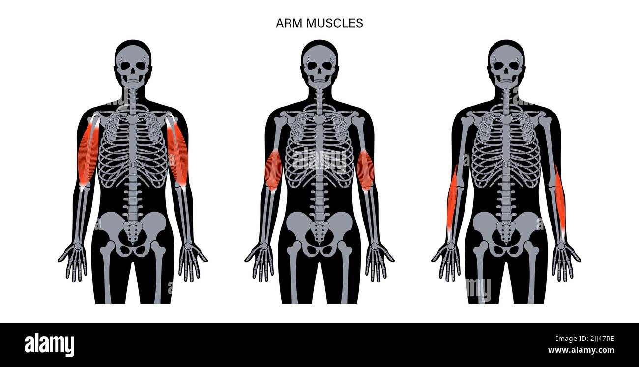 Arm anatomy, illustration Stock Photo - Alamy