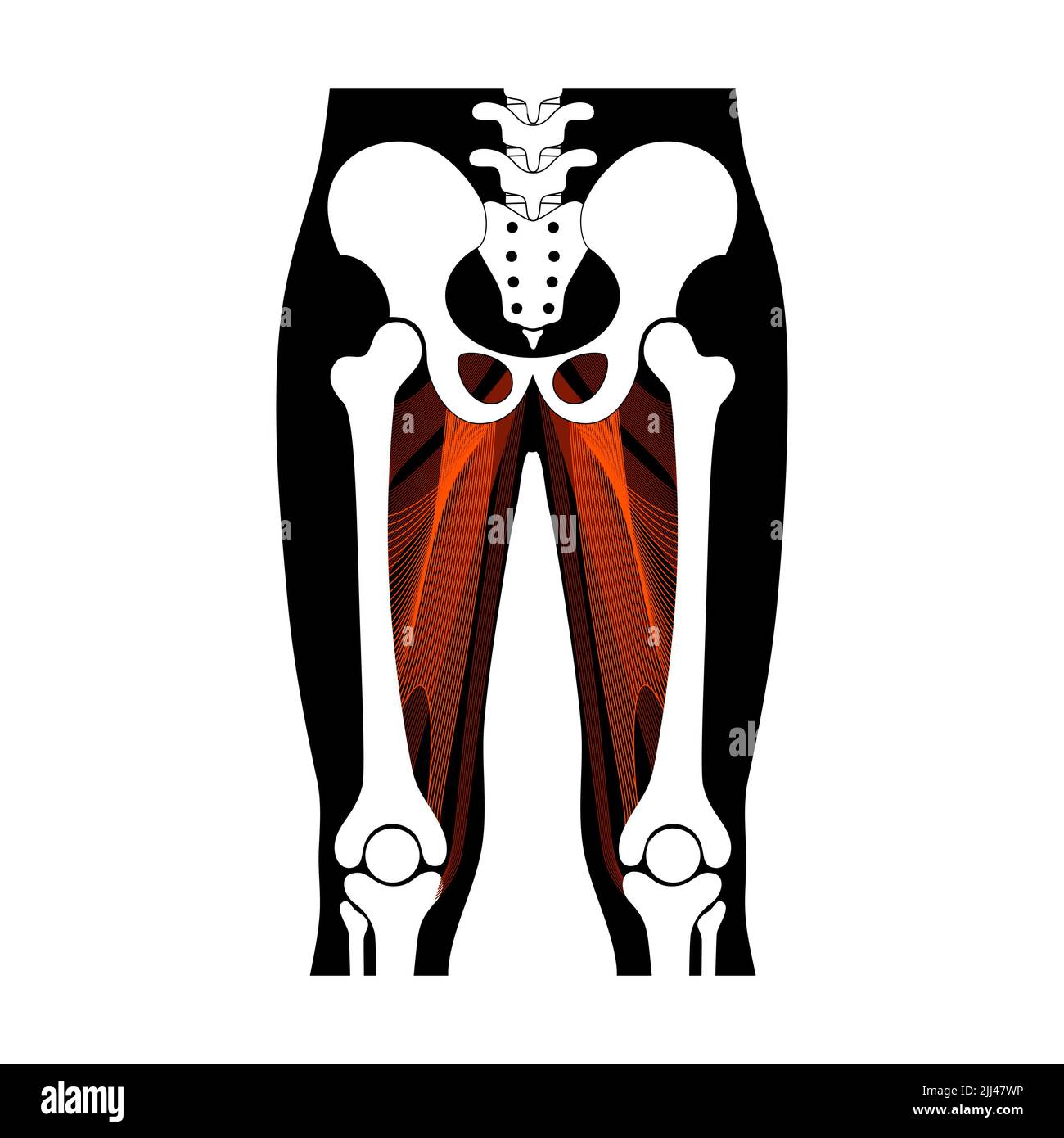 Leg anatomy, illustration Stock Photo - Alamy