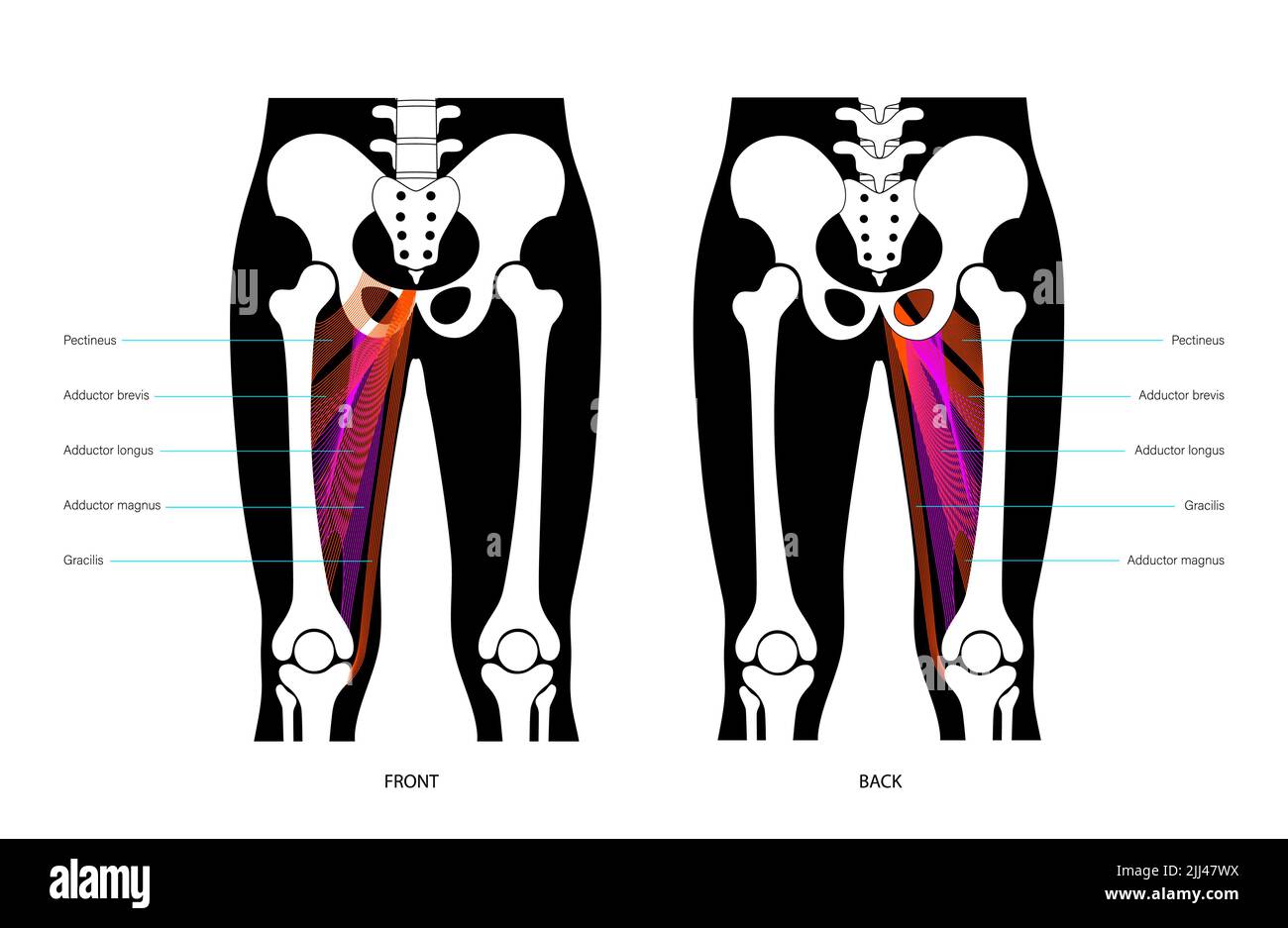 Leg anatomy, illustration Stock Photo - Alamy