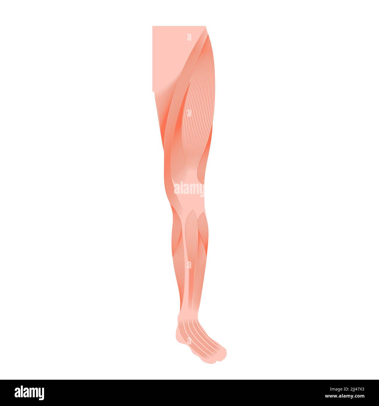 Leg anatomy, illustration Stock Photo - Alamy