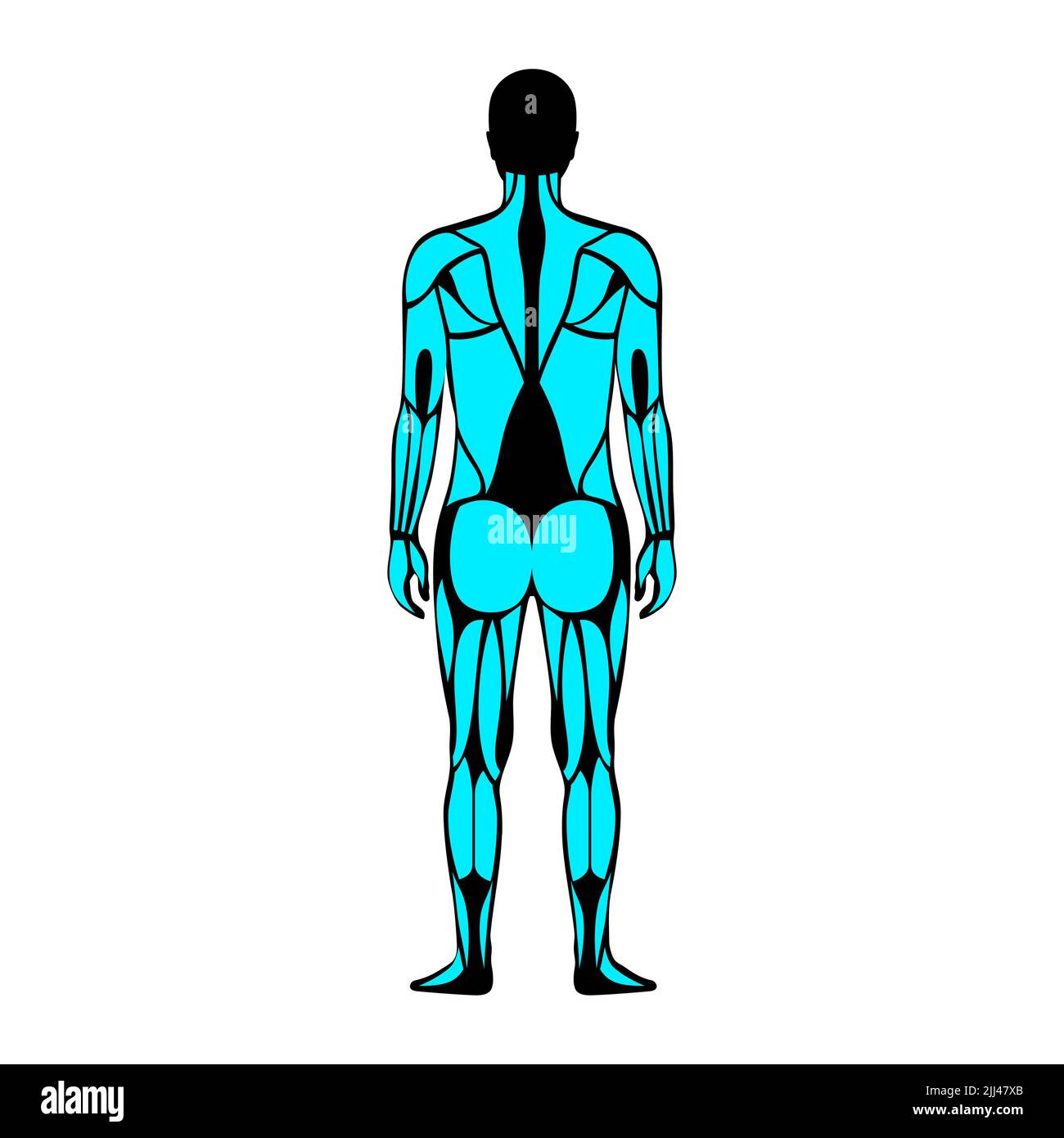 Male muscular system, illustration Stock Photo - Alamy