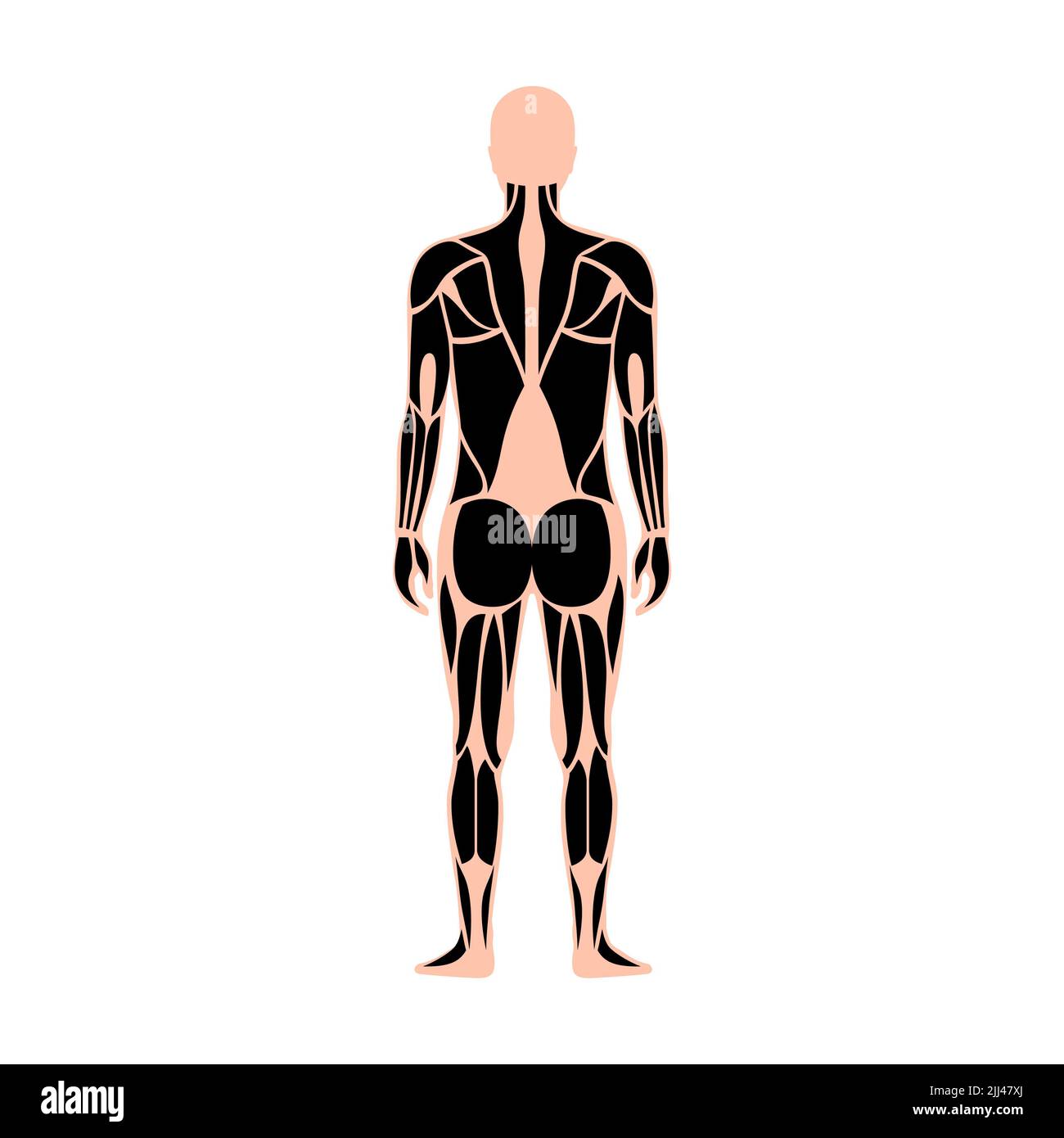 Male muscular system, illustration Stock Photo - Alamy
