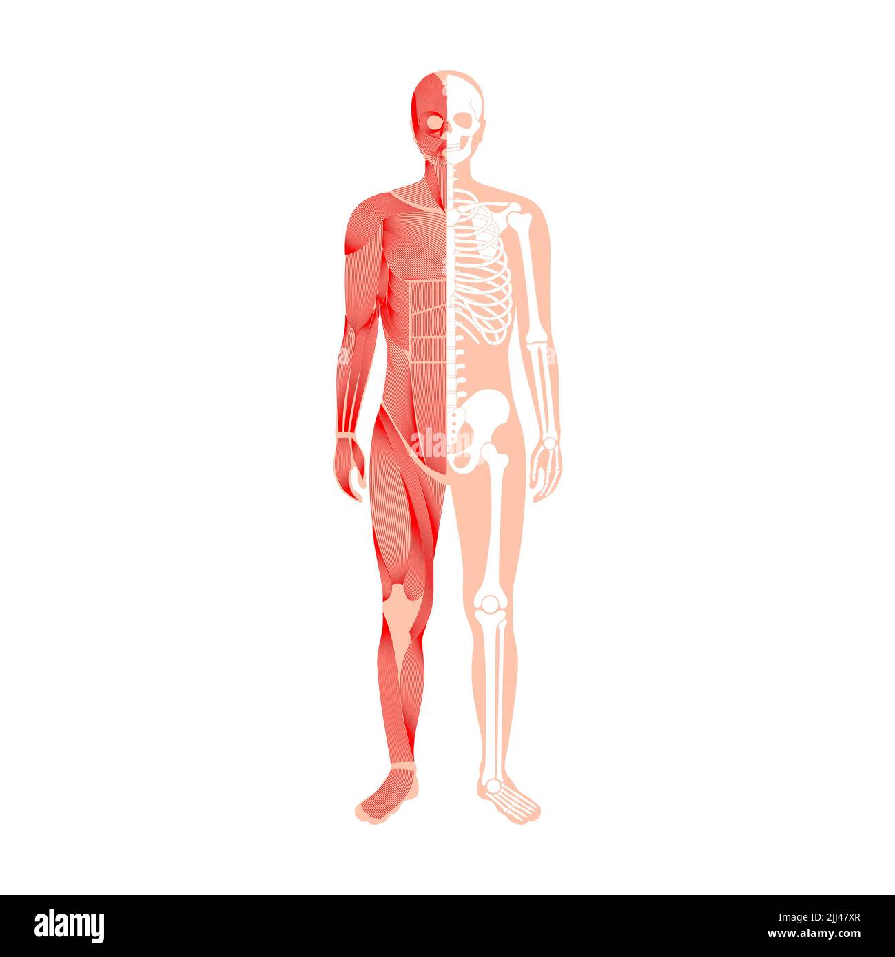 Muscular skeletal system hi-res stock photography and images - Alamy