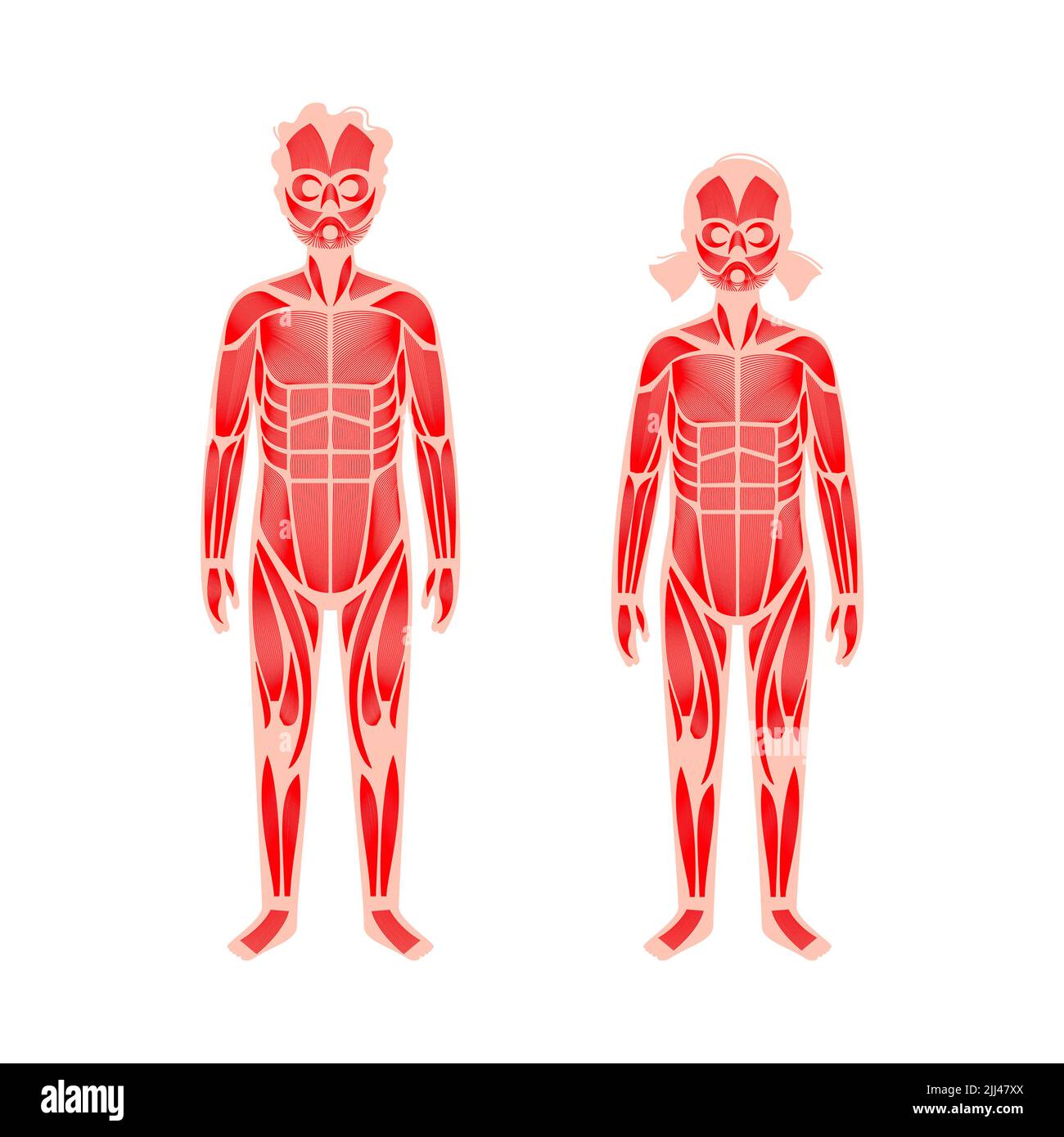 Children's muscular system, illustration Stock Photo - Alamy