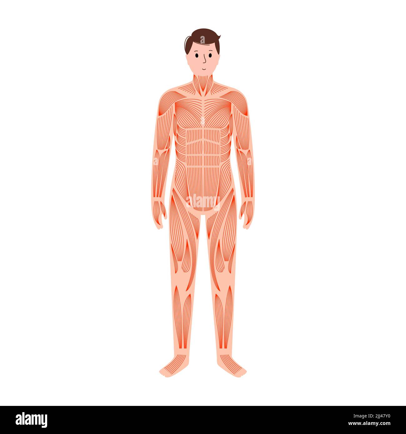 Male muscular system, illustration Stock Photo - Alamy