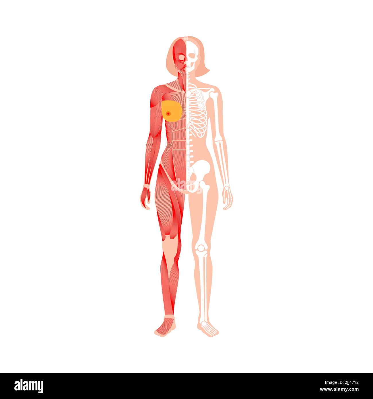 Muscular skeletal system hi-res stock photography and images - Alamy