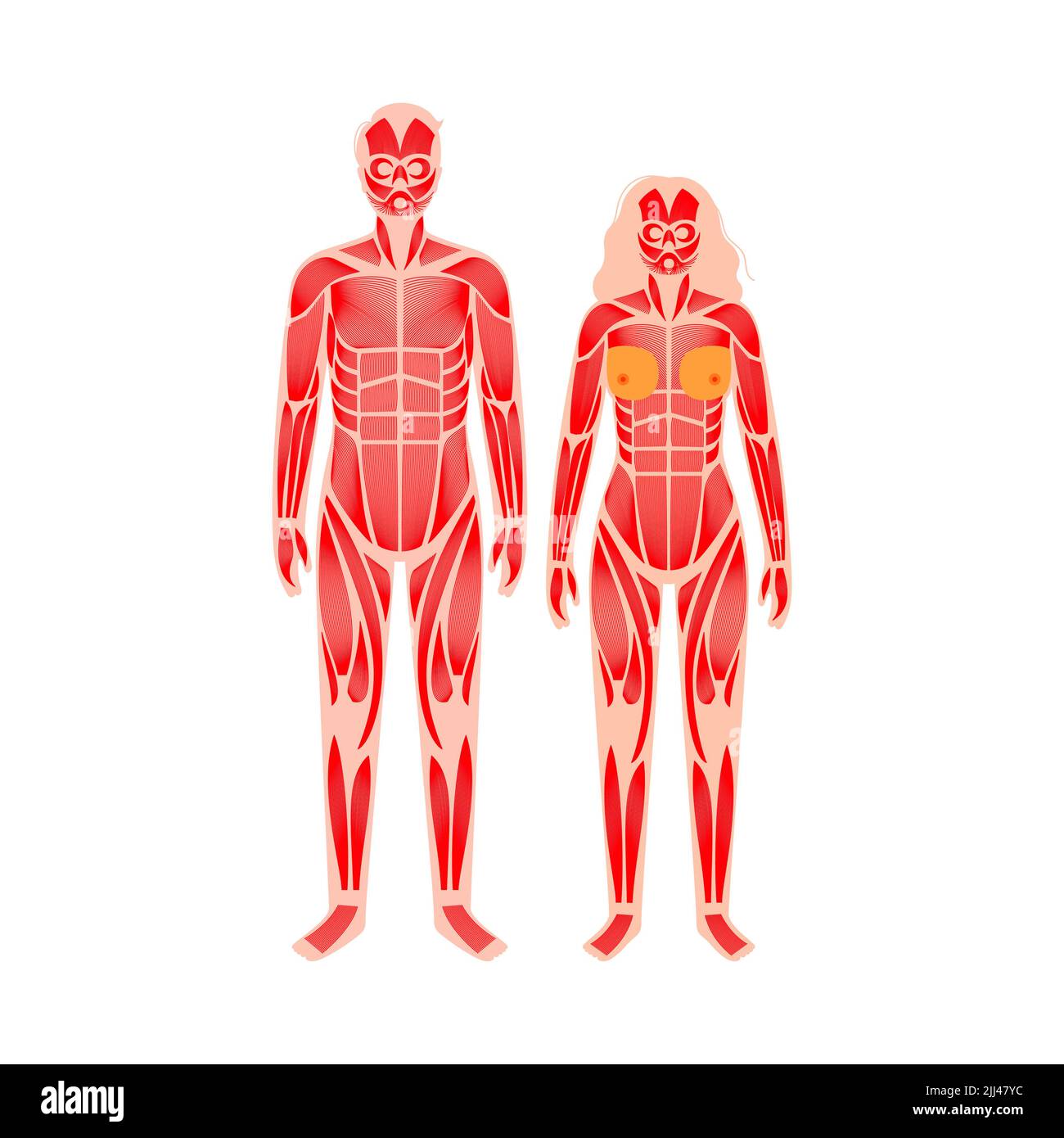 Human muscular system, illustration Stock Photo - Alamy