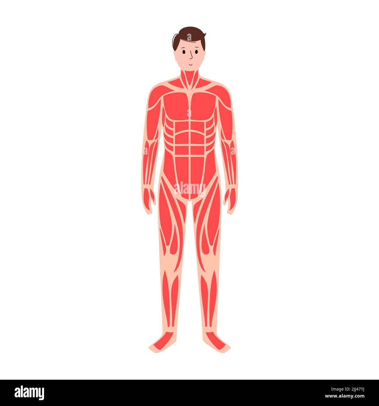 Male muscular system, illustration Stock Photo - Alamy