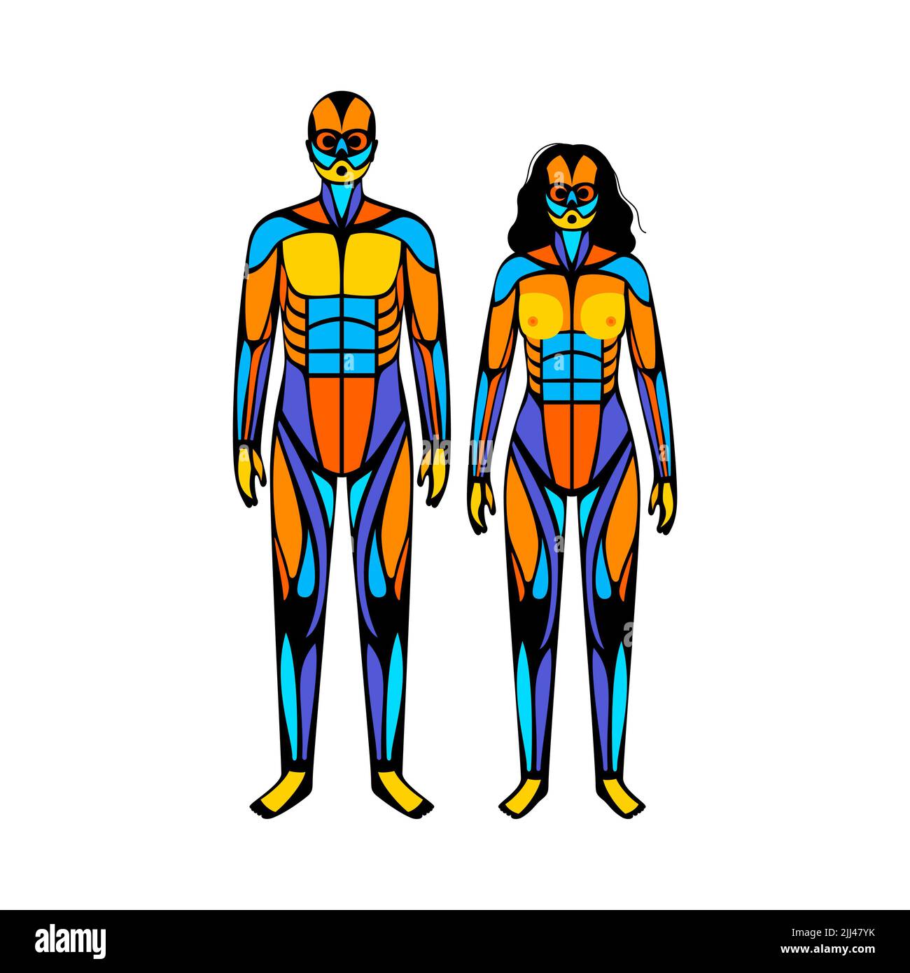 Human muscular system, illustration Stock Photo - Alamy