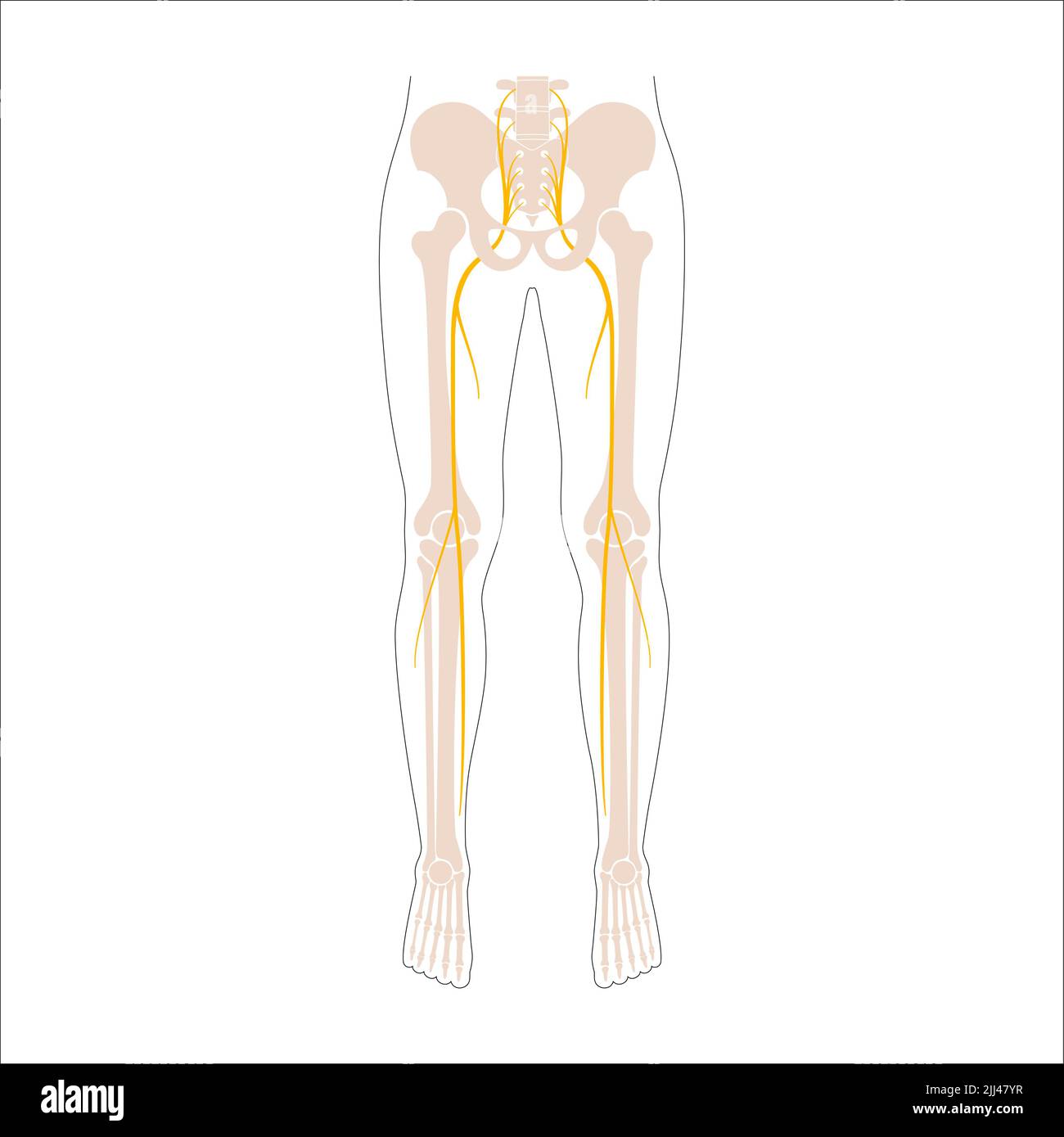 Sciatica diagram hi-res stock photography and images - Alamy