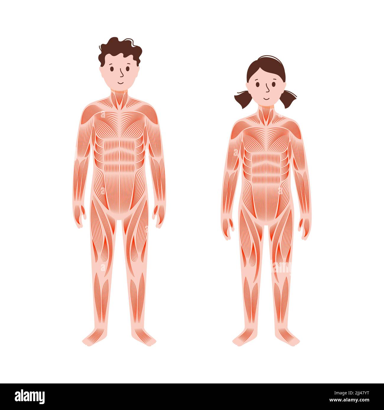 Children's muscular system, illustration Stock Photo - Alamy