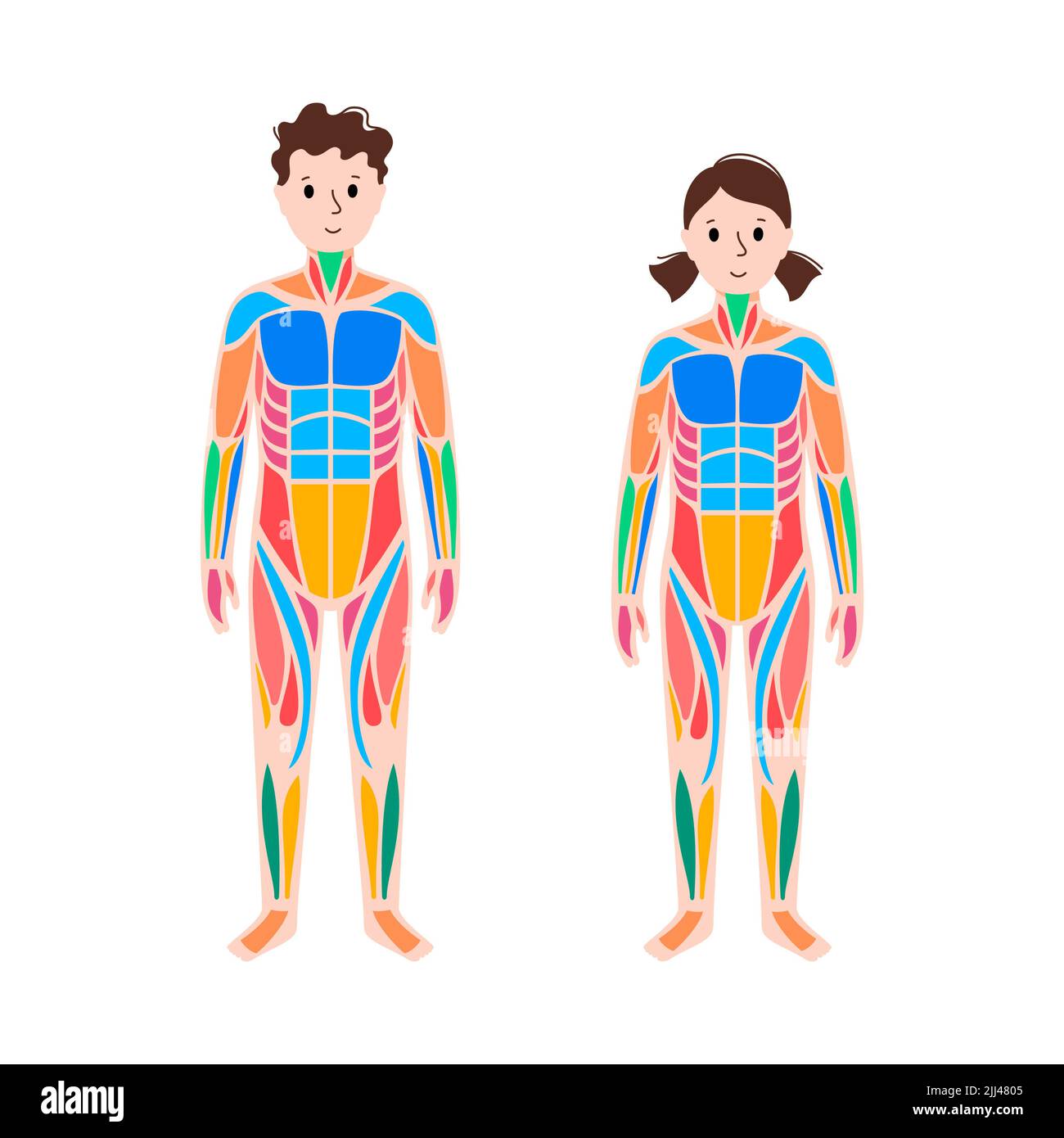 Children's muscular system, illustration Stock Photo - Alamy