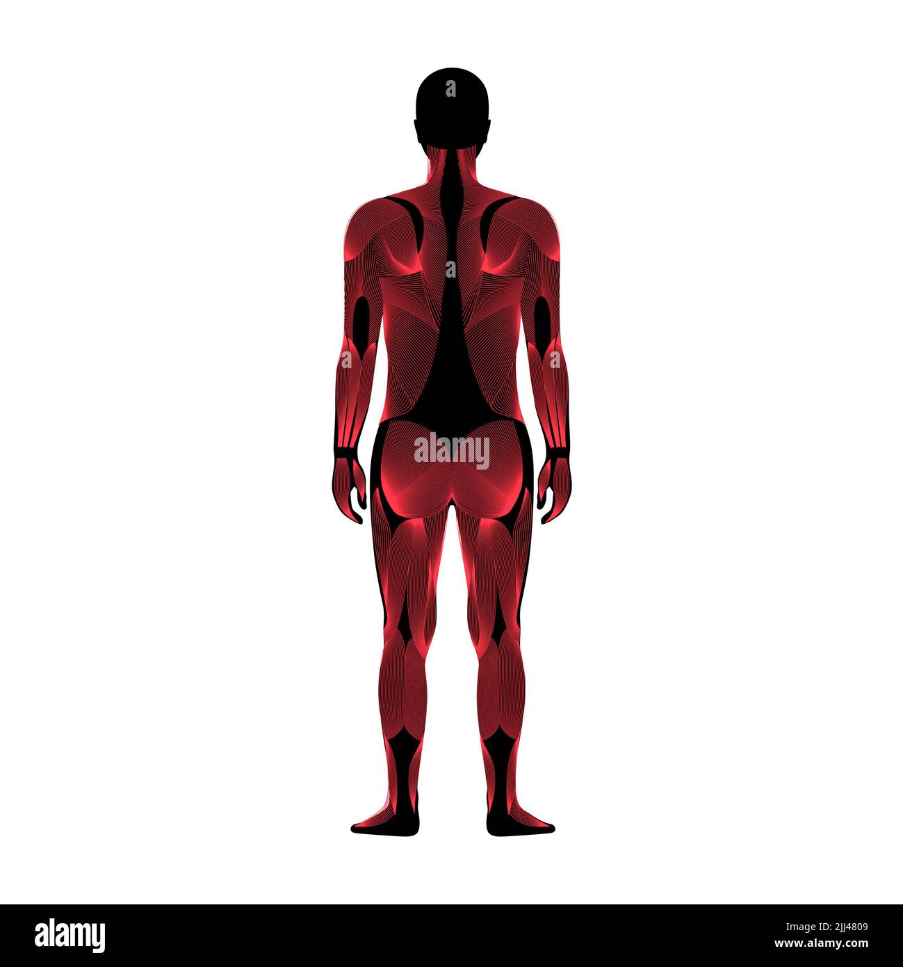 Male muscular system, illustration Stock Photo - Alamy