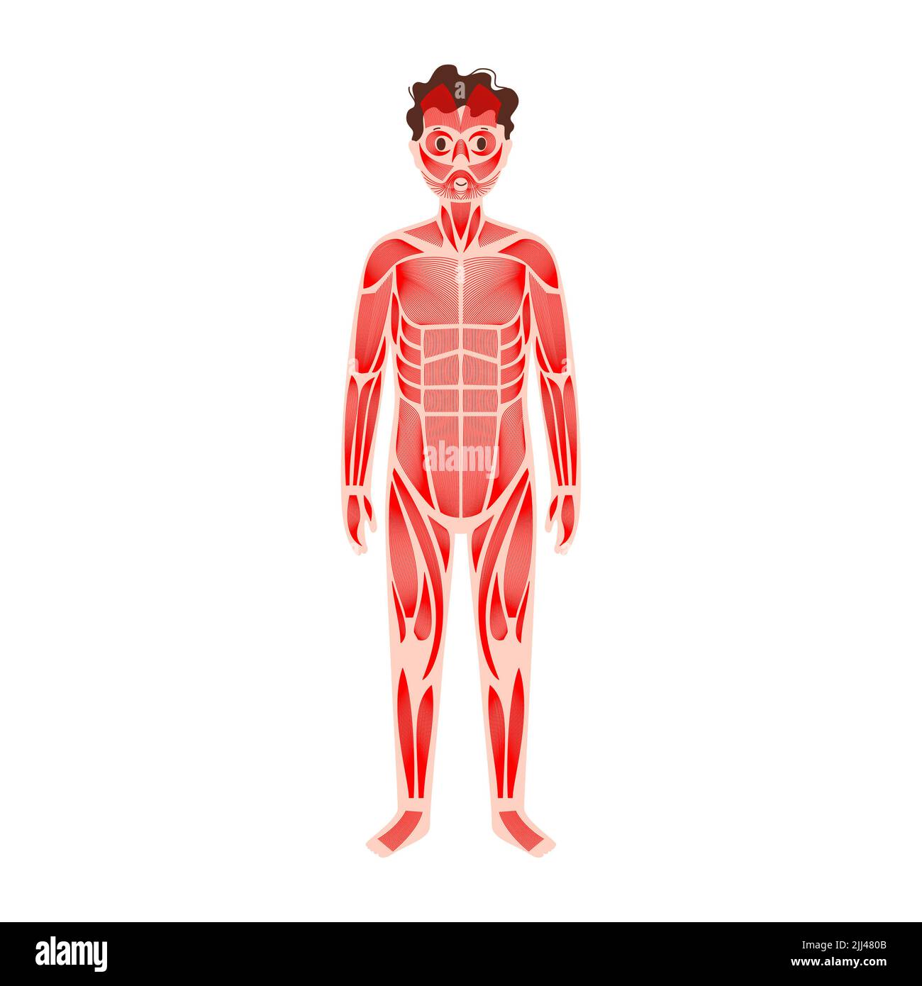 Boys muscular system hi-res stock photography and images - Alamy