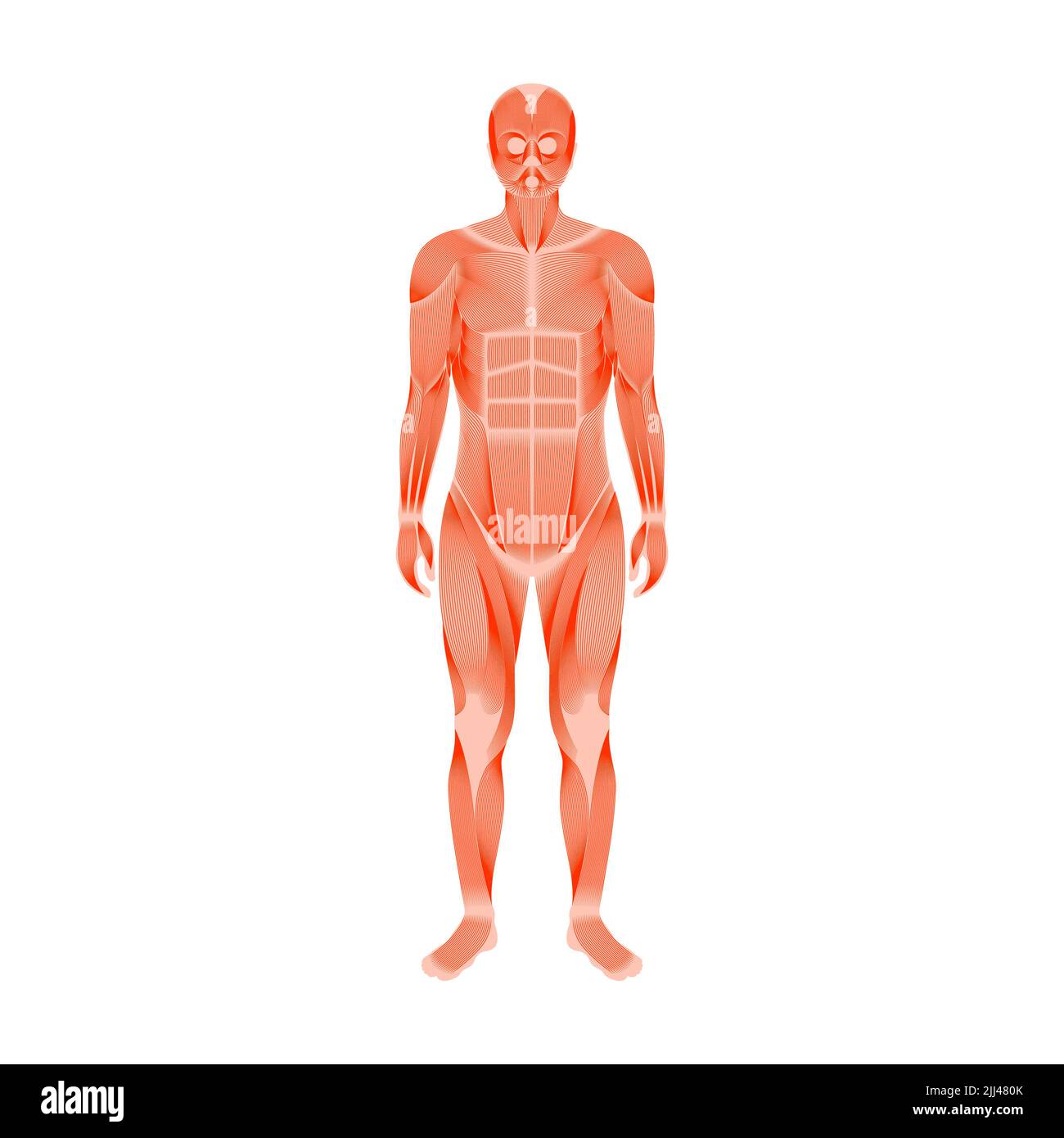 Male muscular system, illustration Stock Photo - Alamy