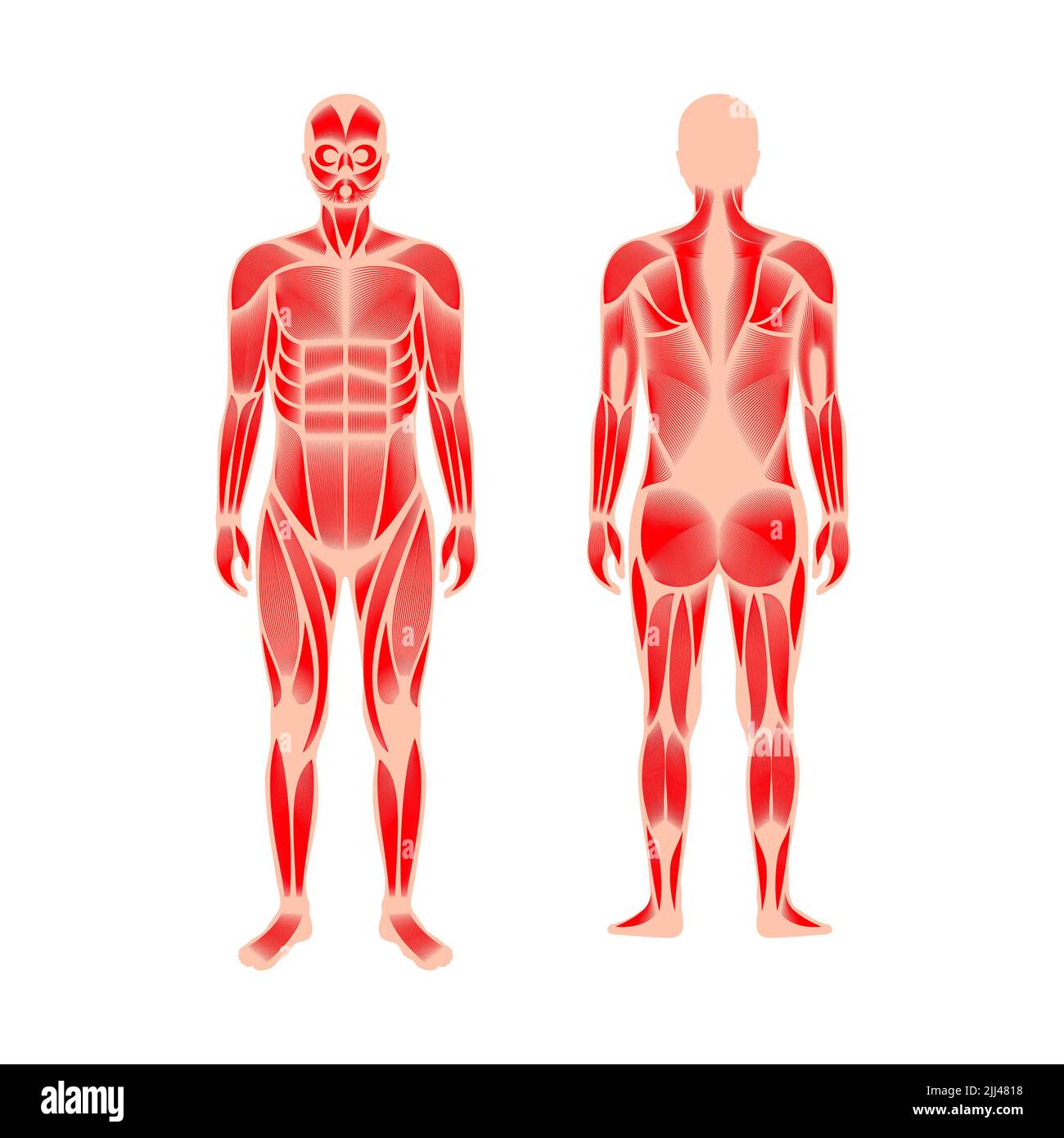 Male muscular system, illustration Stock Photo - Alamy
