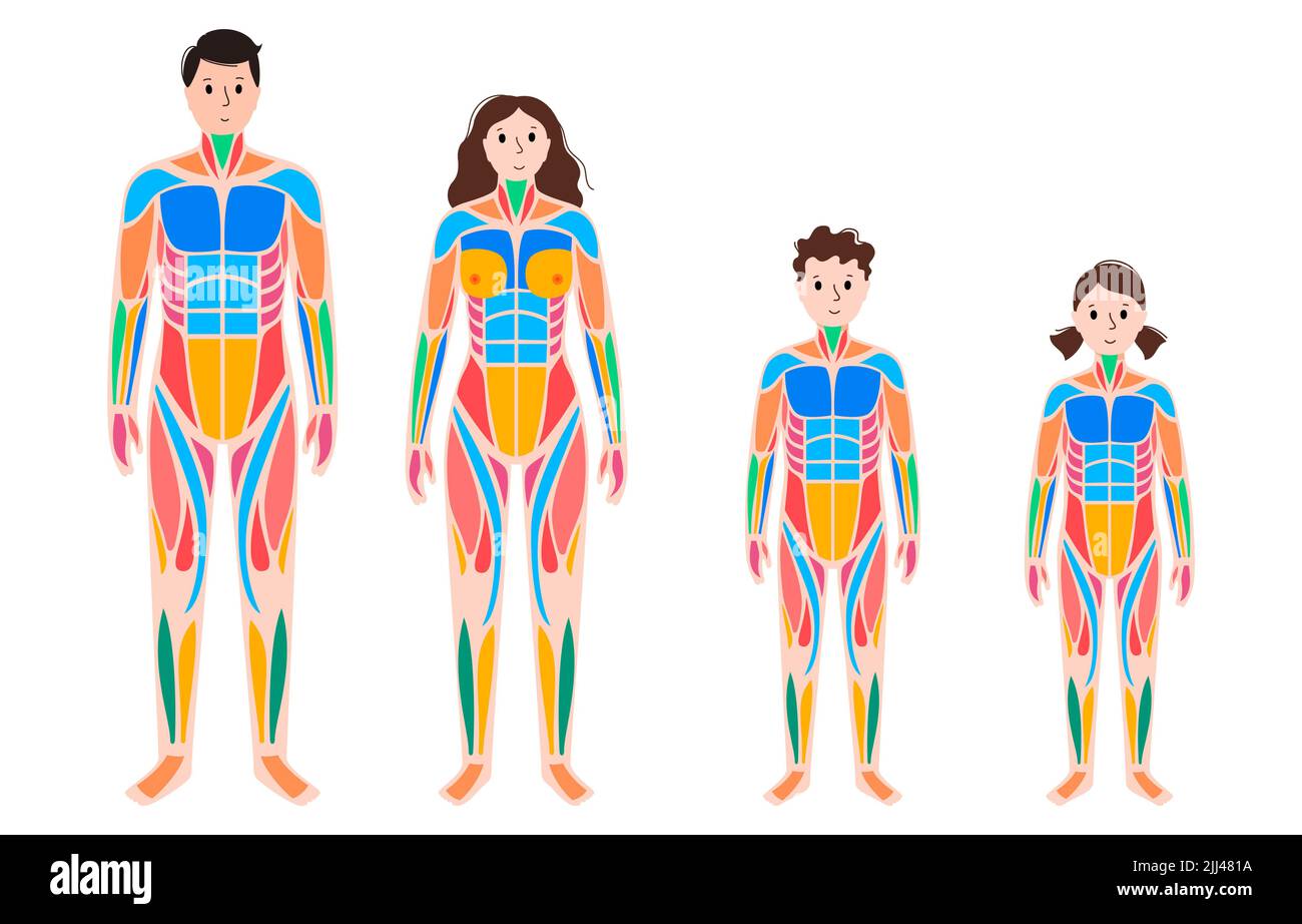 Human muscular system, illustration Stock Photo - Alamy