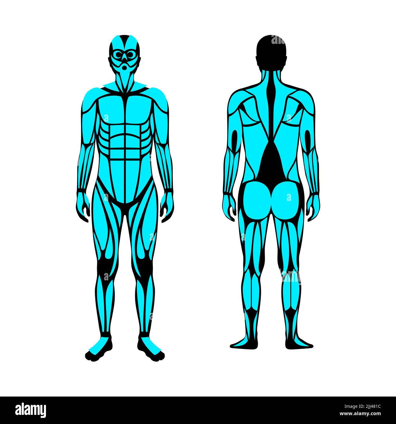 Male muscular system, illustration Stock Photo - Alamy