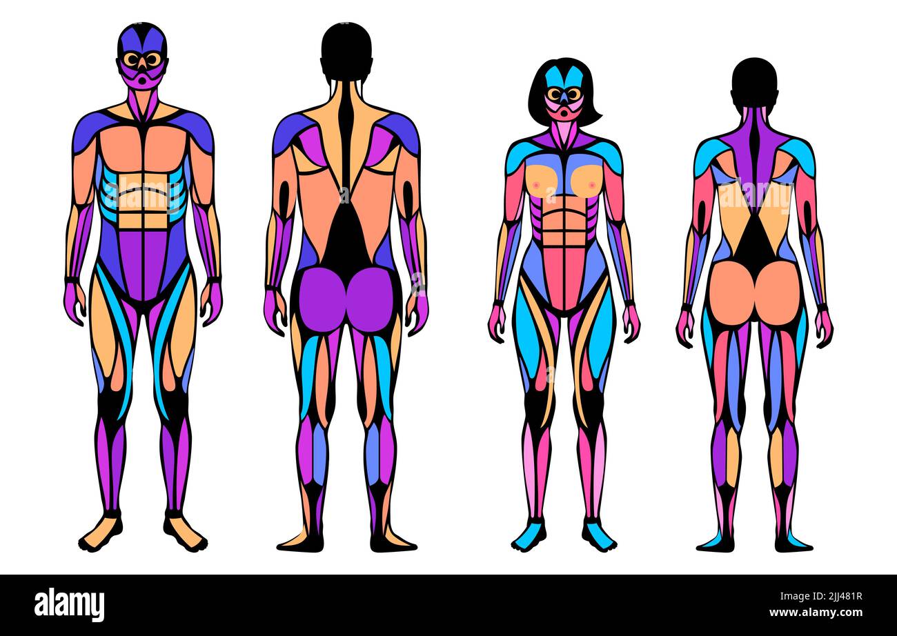 Human muscular system, illustration Stock Photo - Alamy