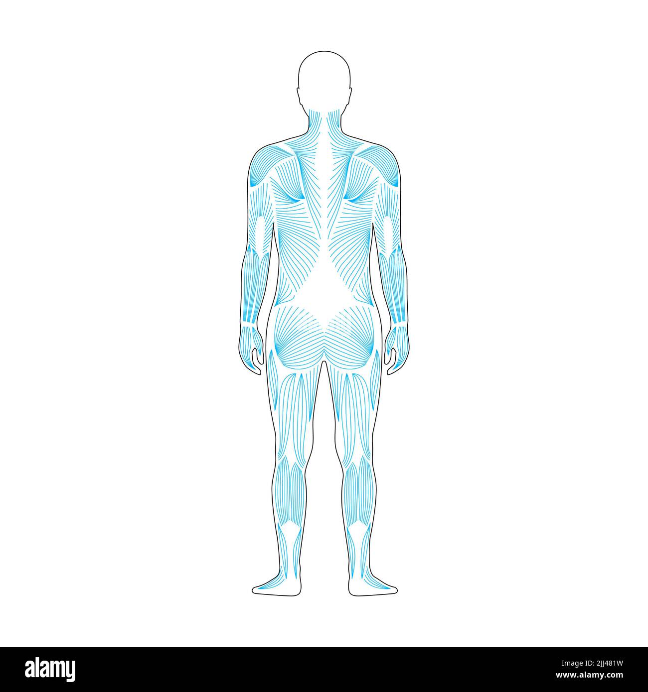 Male muscular system, illustration Stock Photo - Alamy
