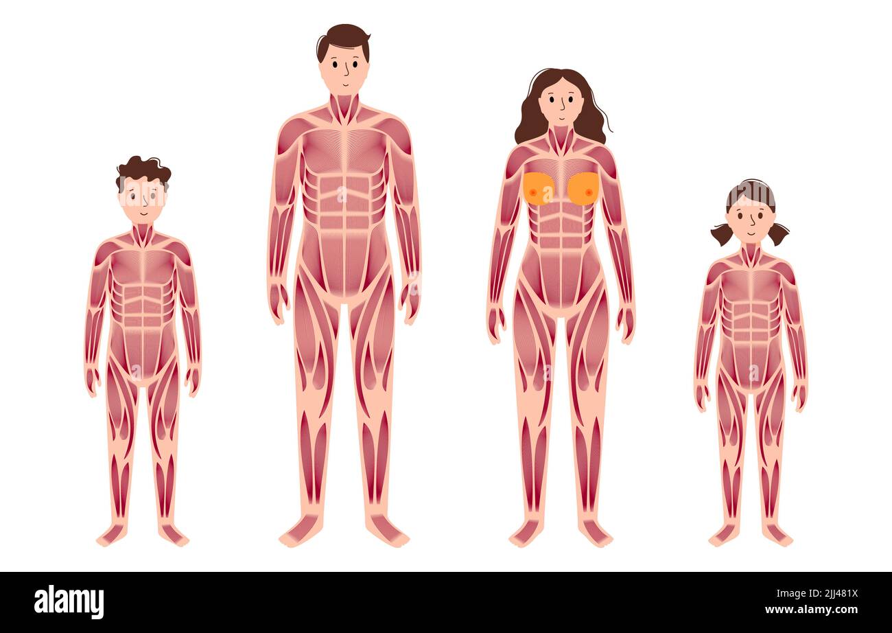 Human muscular system, illustration Stock Photo - Alamy