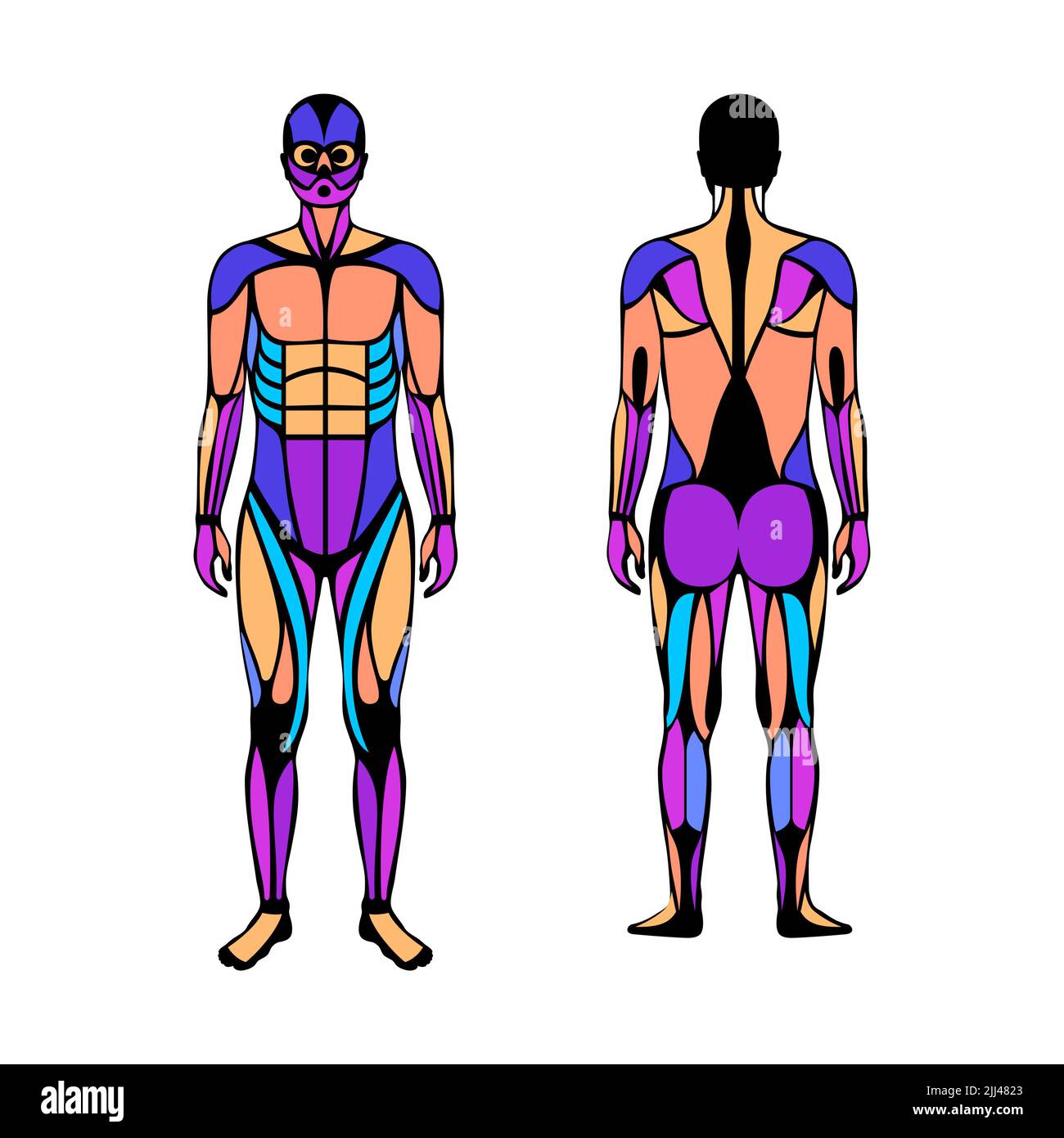Male muscular system, illustration Stock Photo - Alamy
