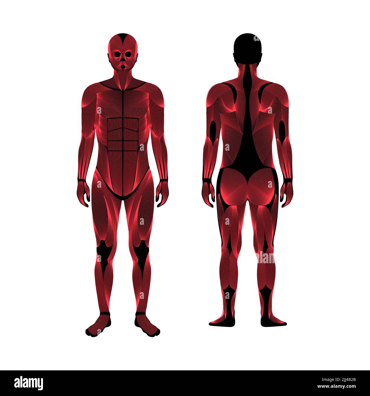 Male muscular system, illustration Stock Photo - Alamy