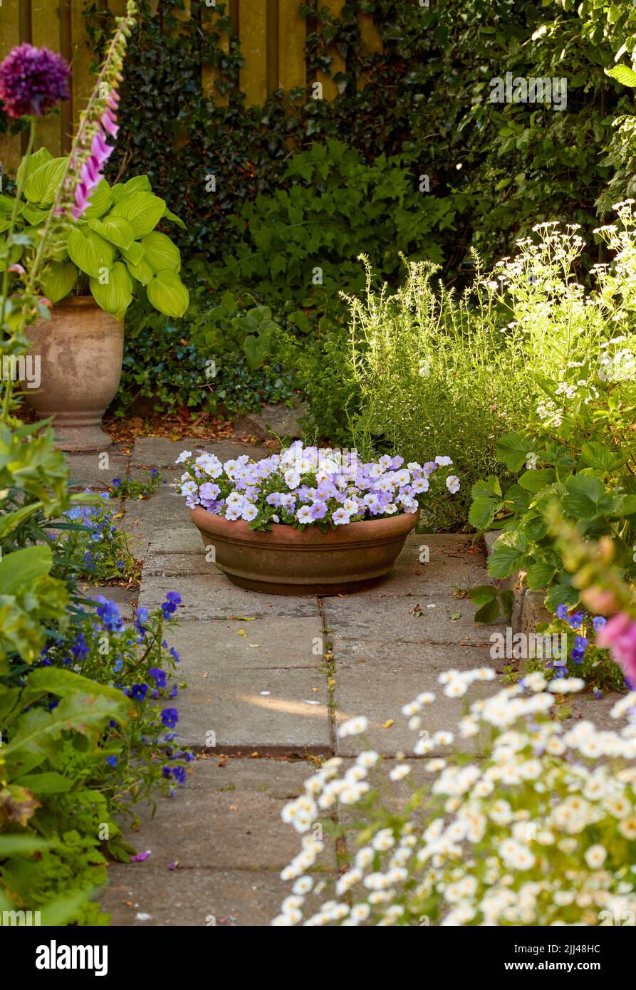 Potted plant pansies growing in a backyard or home garden in summer on ...
