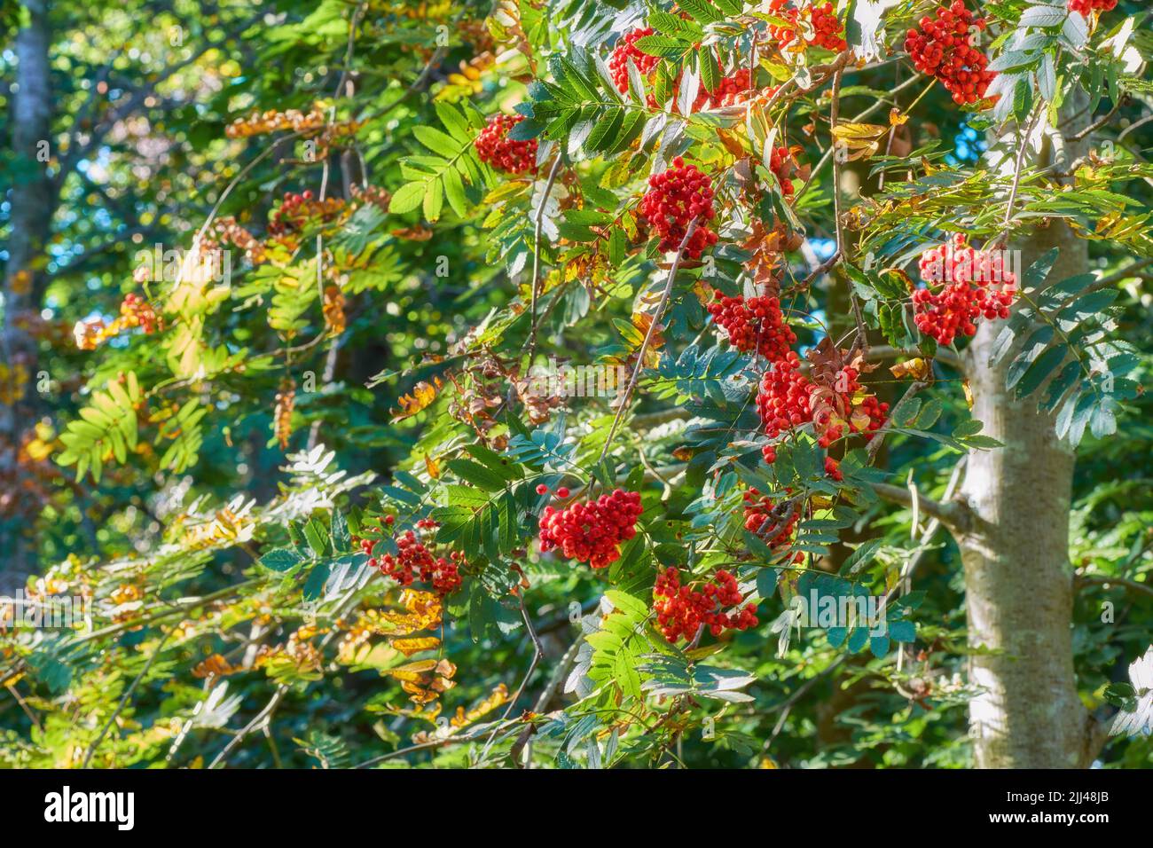 European mountain ash tree growing outside in a park or forest on a ...