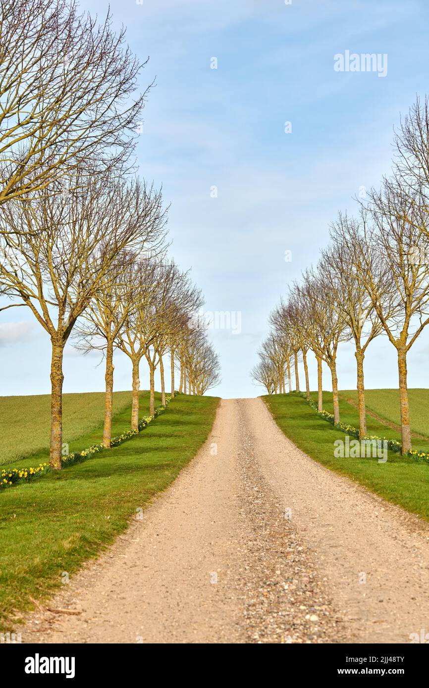Countryside dirt road lined with european aspen trees leading to ...