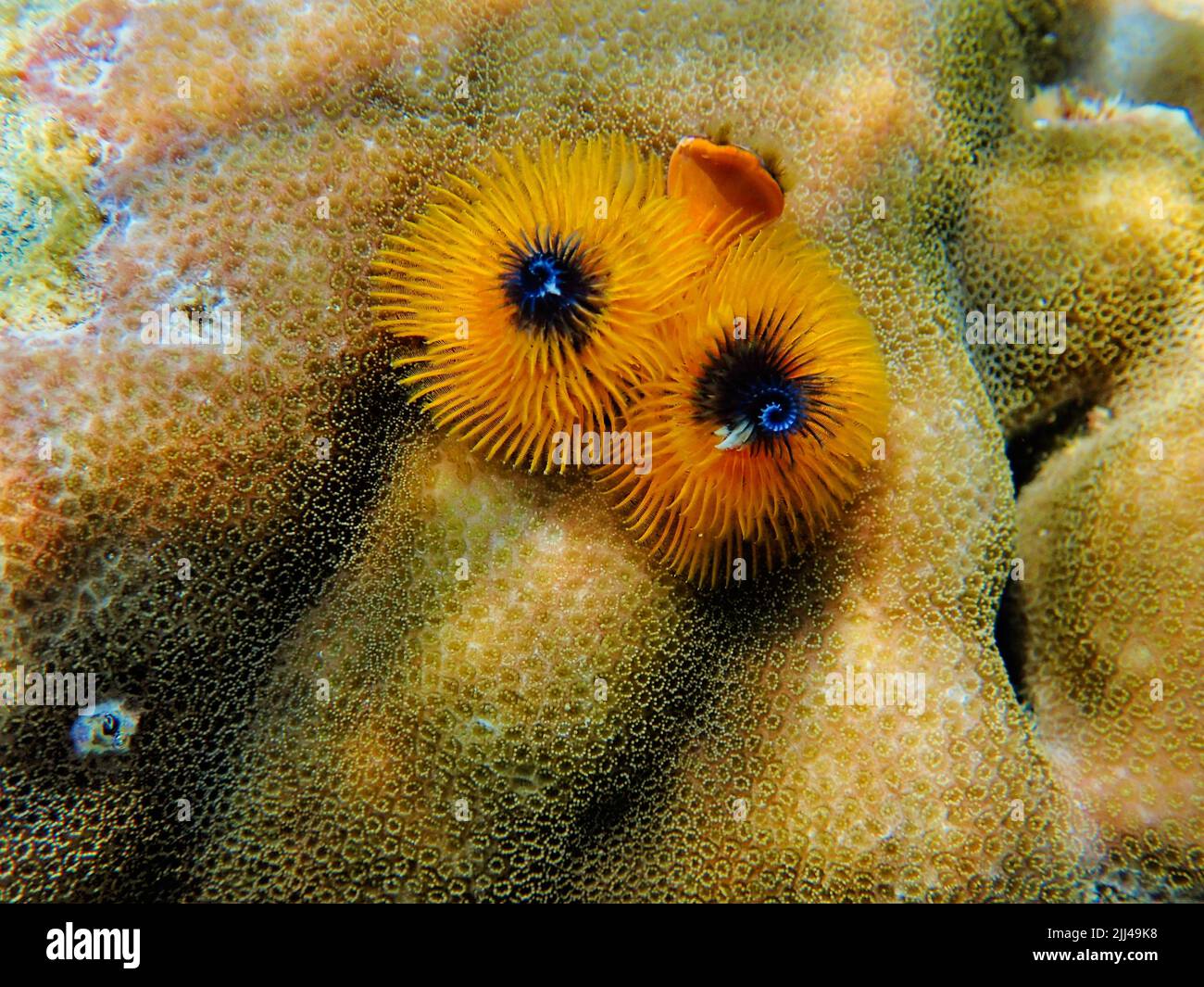 Christmas indonesia hi-res stock photography and images - Alamy