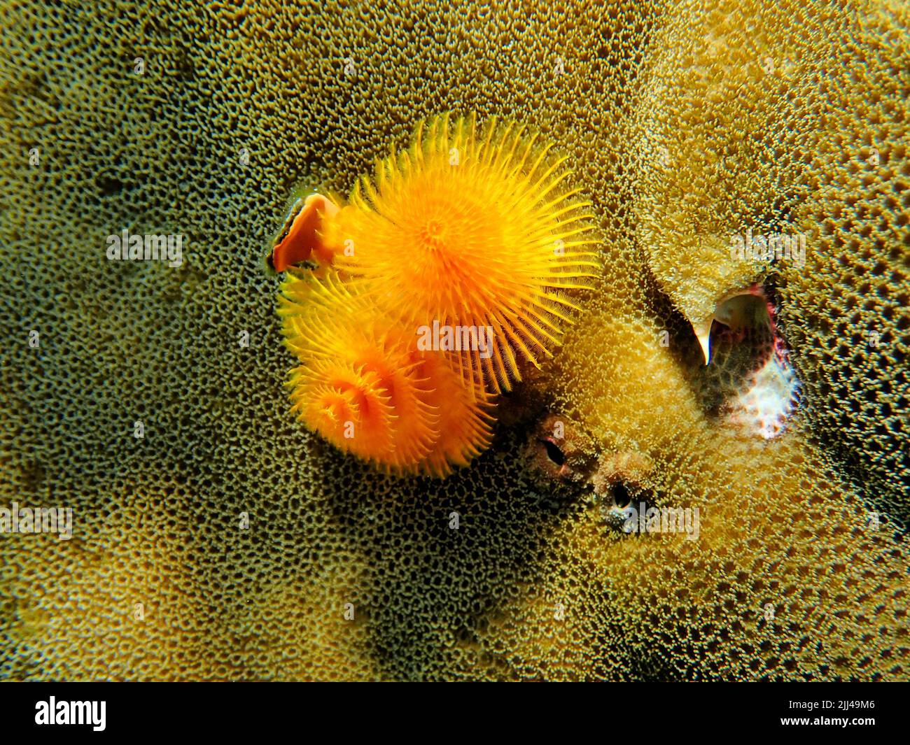Indonesia Alor Island Christmas Tree Worm Spirobranchus Giganteus