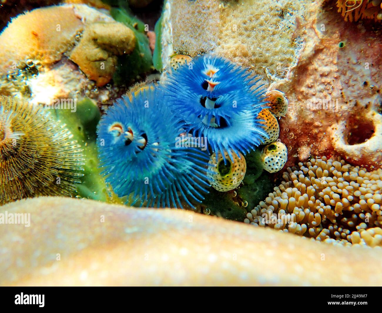 Indonesia Alor Island - Christmas tree worm - Spirobranchus giganteus ...