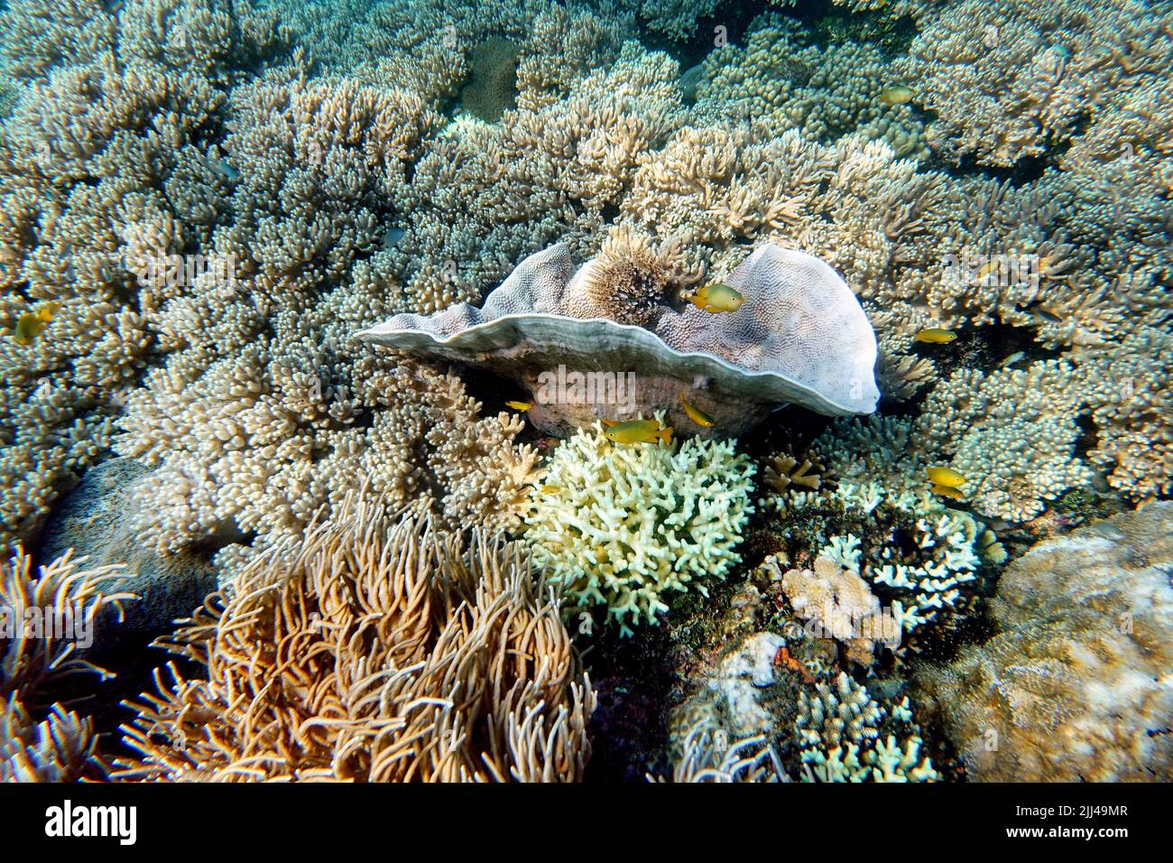 Indonesia Sumbawa - Colorful coral reef with fish Stock Photo - Alamy
