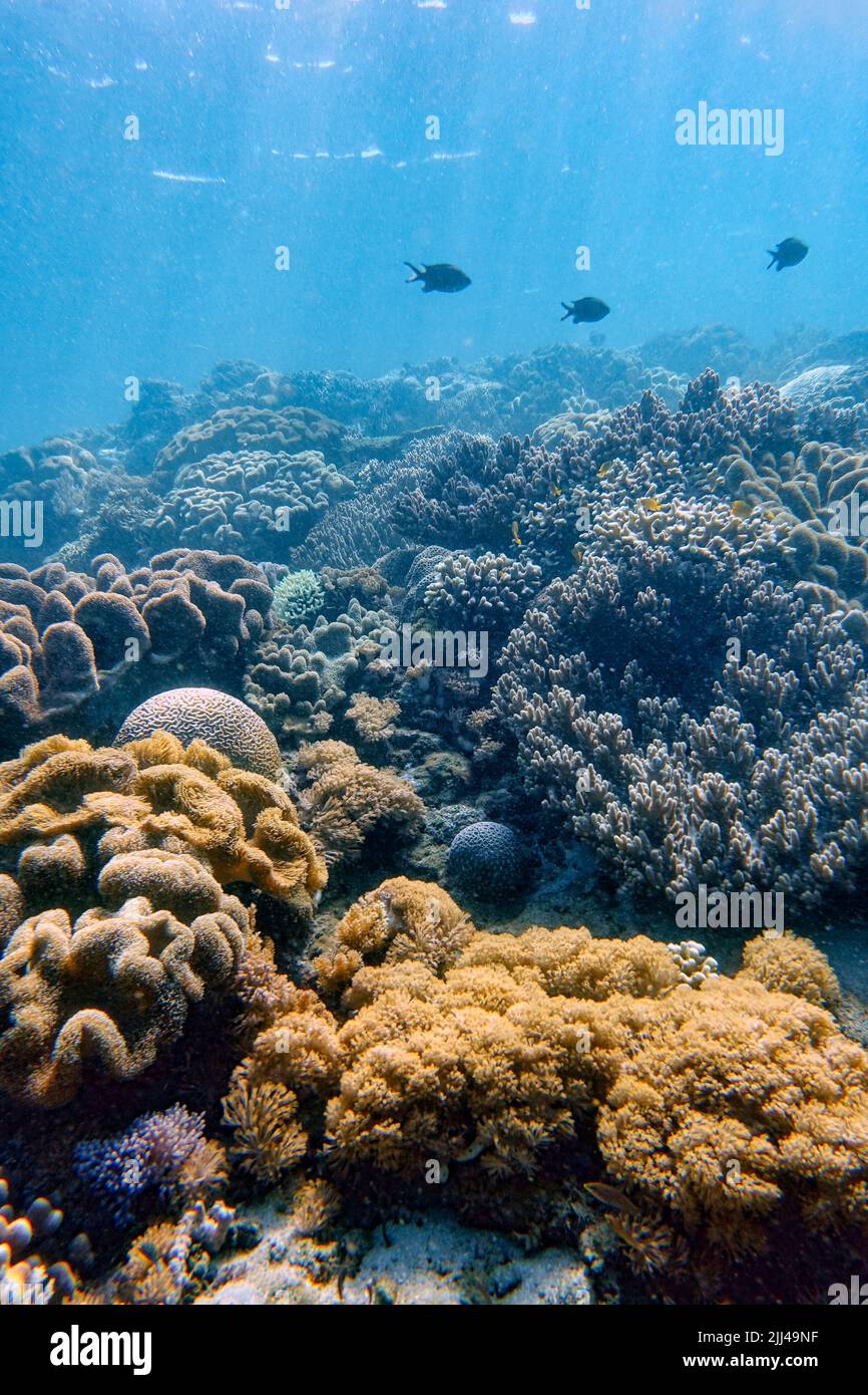 Indonesia Sumbawa - Colorful coral reef with fish Stock Photo - Alamy