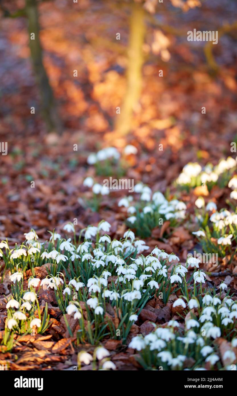 Galanthus woronowii hi-res stock photography and images - Alamy