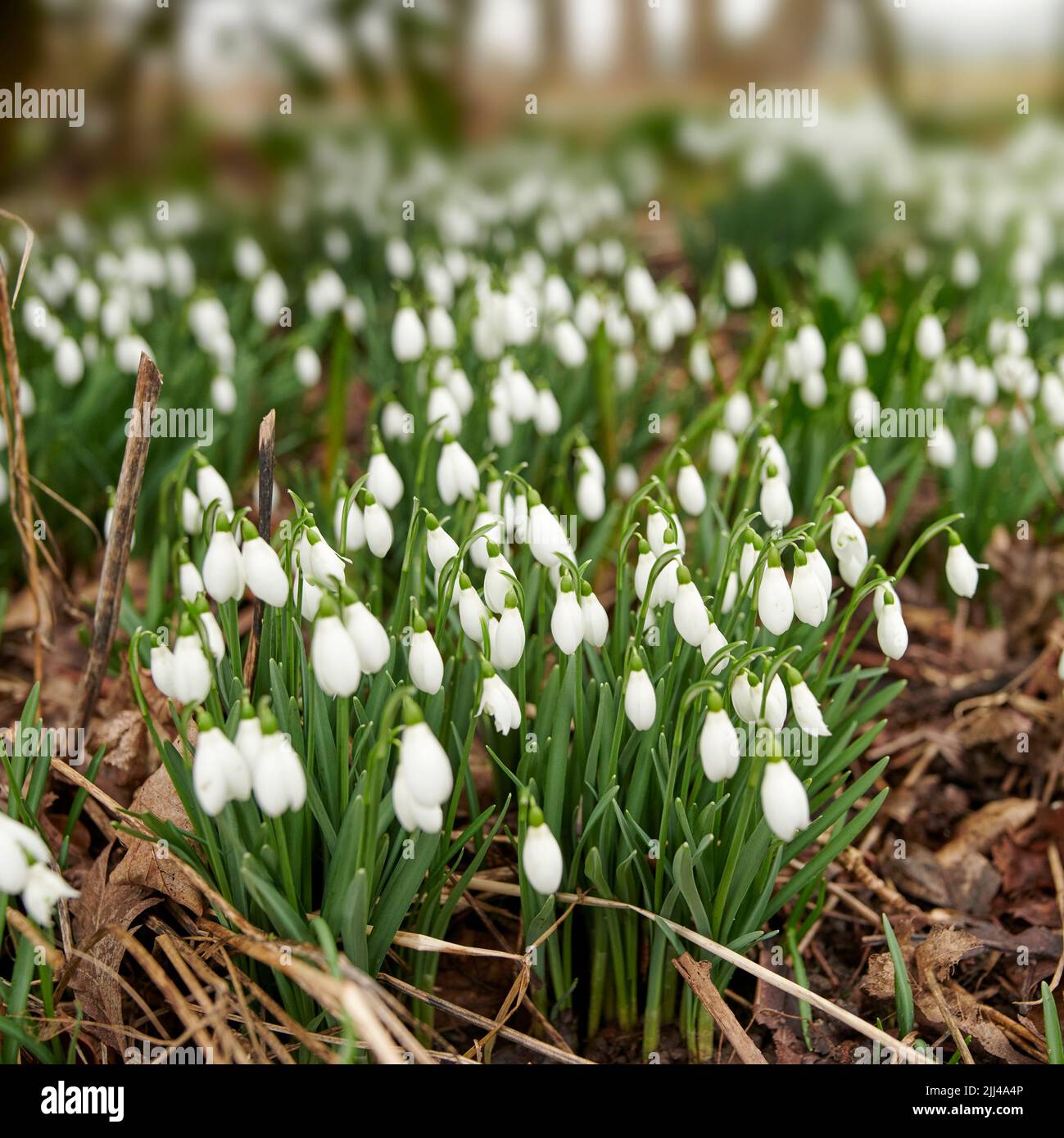 Natural green woods hi-res stock photography and images - Alamy