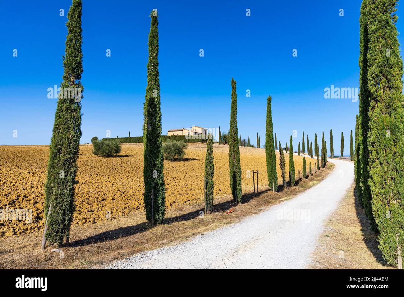 Cypress-lined driveway to a country house, near Pienza, Tuscany, Italy ...