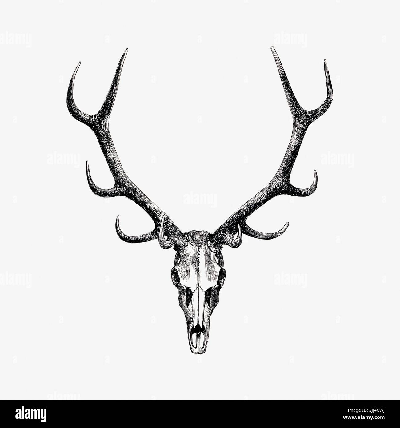 Stag skull hi-res stock photography and images - Alamy